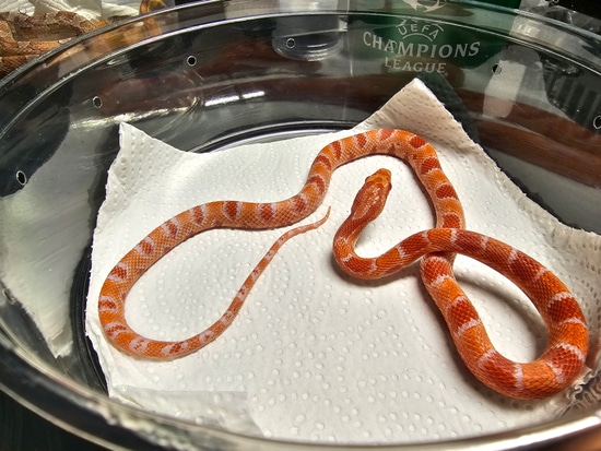 Mandarin Okeettee Male Corn Snake by SoFlo Reptiles