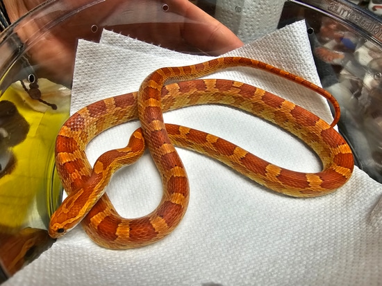 Hypo Pos Het Palmetto Corn Snake by SoFlo Reptiles
