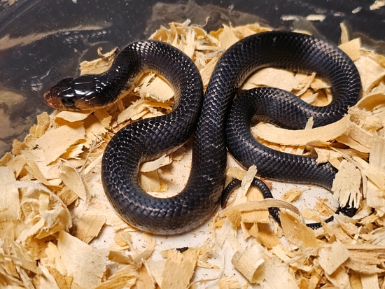 Texas Indigo Cribo & Indigo Snakes by SoFlo Reptiles