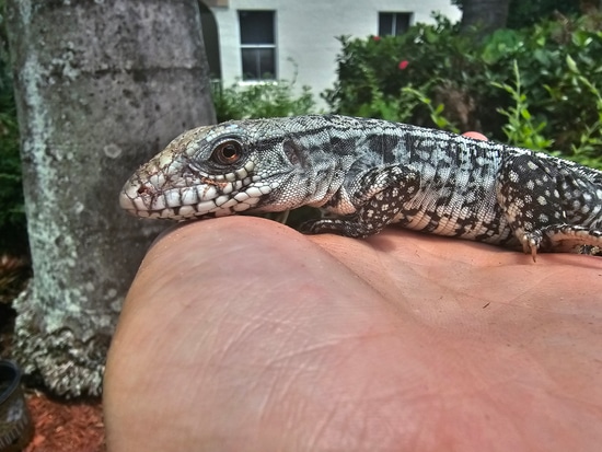 High White Super Blue Cross Tegus Argentine Tegus by SoFlo Reptiles
