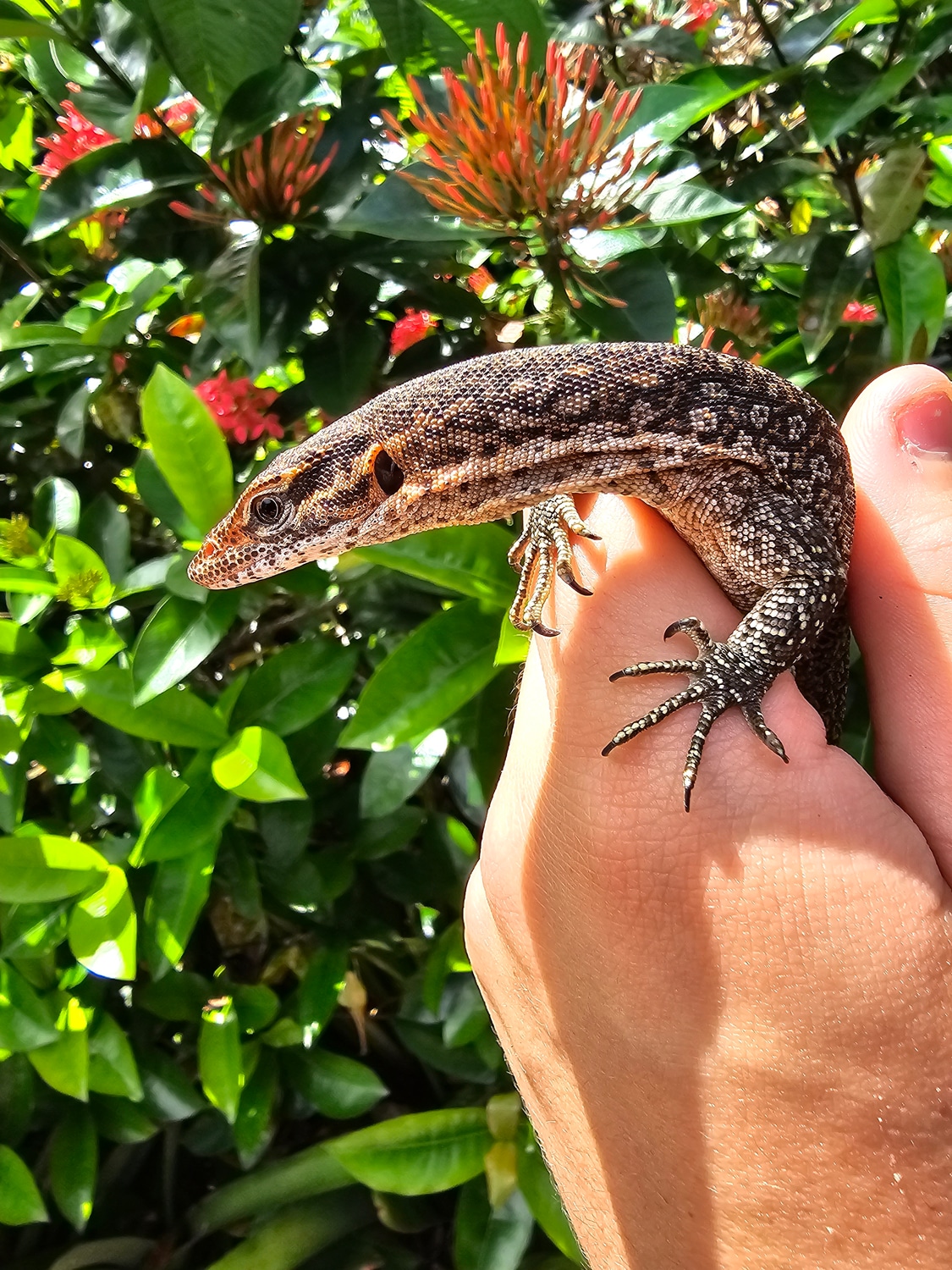 CB Peacock Monitor Juvinile Male Other Monitor by SoFlo Reptiles ...