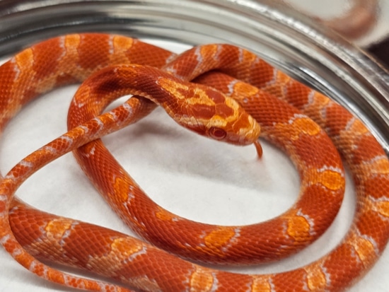 Sunrise Cornsnake Corn Snake by SoFlo Reptiles