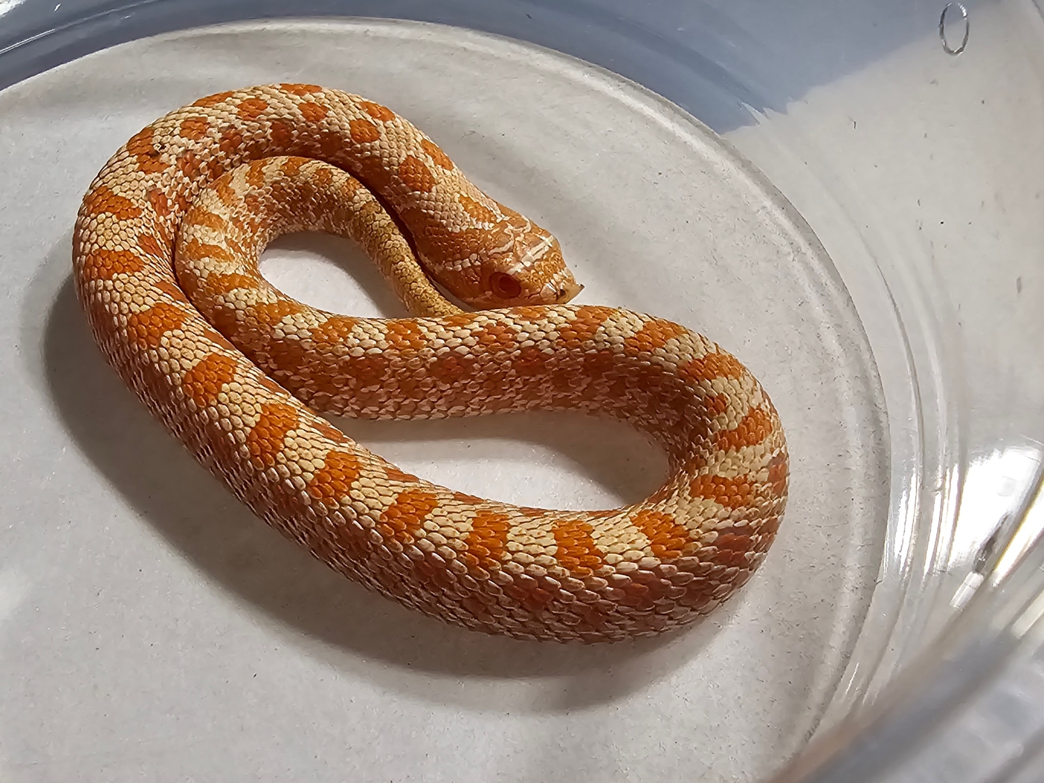 Red Albino Western Hognose by SoFlo Reptiles - MorphMarket