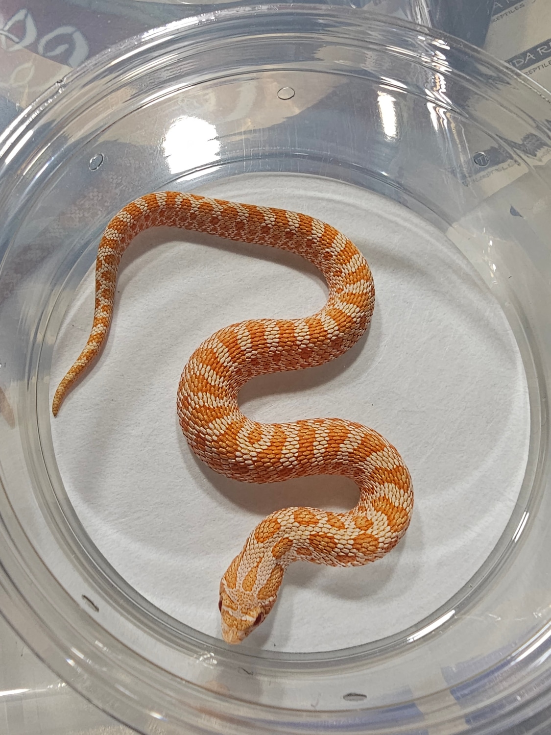 Red Albino Anaconda Male Western Hognose by SoFlo Reptiles - MorphMarket