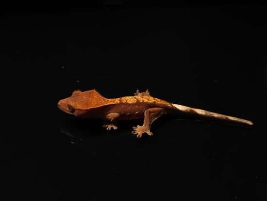 Red Flame Crested Gecko by SoFlo Reptiles