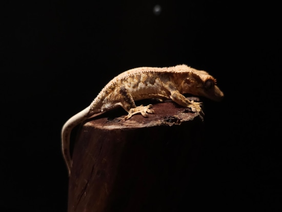 Furry Tri-Color Lilly White Crested Gecko by SoFlo Reptiles