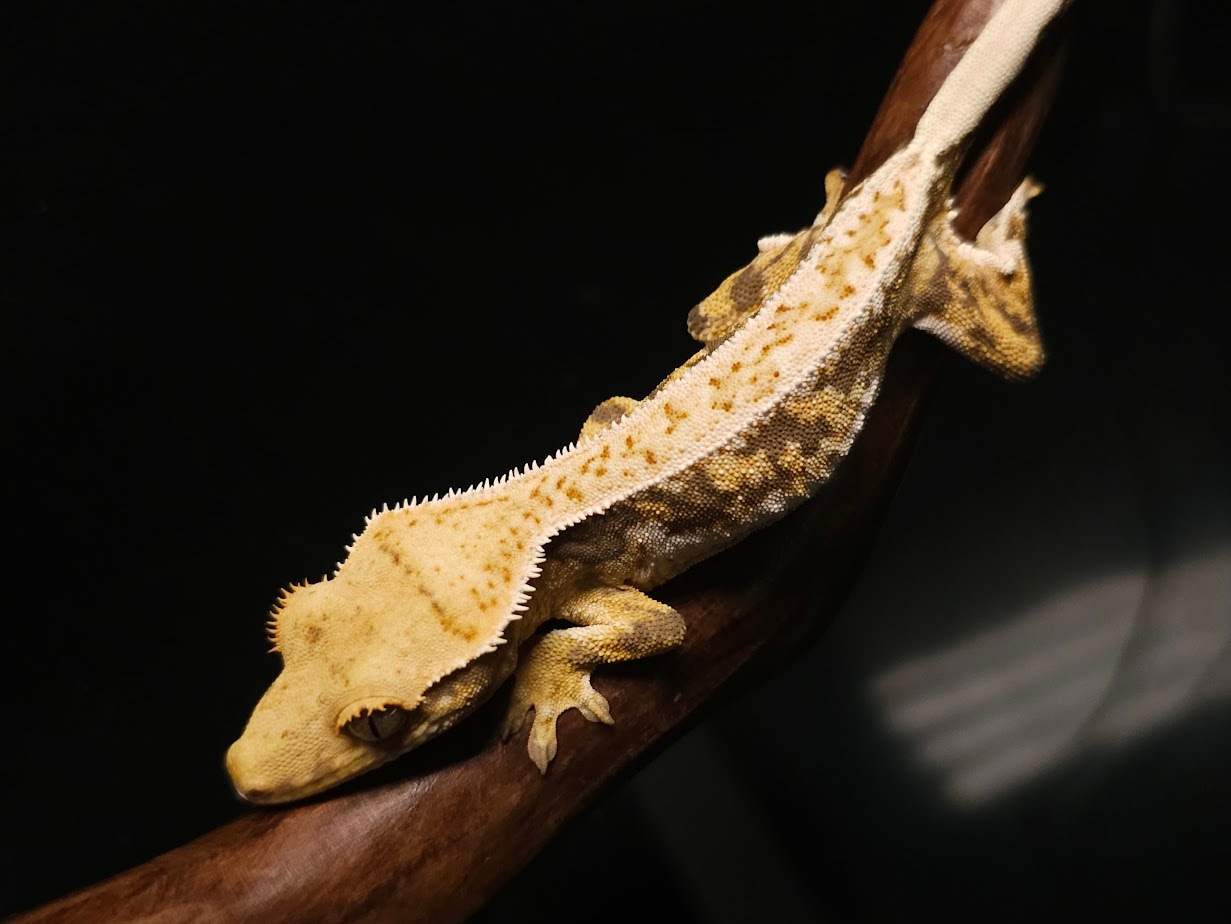 Bright Yellow Tri-Color Lilly White Pinstripe Female Crested Gecko by ...