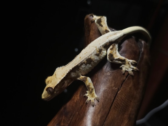 High White Drippy Lilly White Female Crested Gecko by SoFlo Reptiles