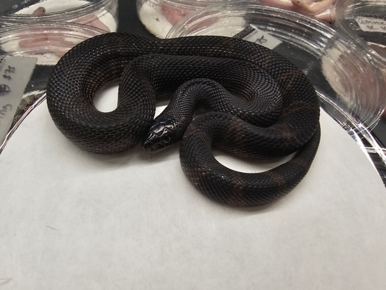 Black Pine Snake Baby Pine Snake by SoFlo Reptiles