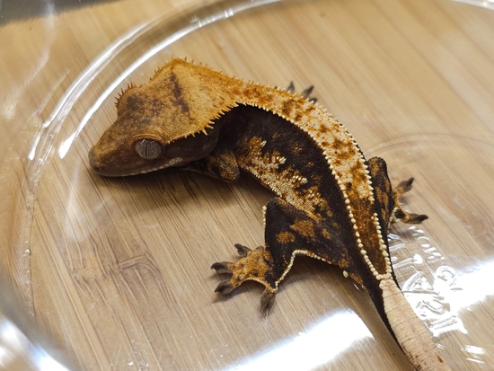 Tri-Color Pinstripe FREE SHIPPING Crested Gecko by SoFlo Reptiles