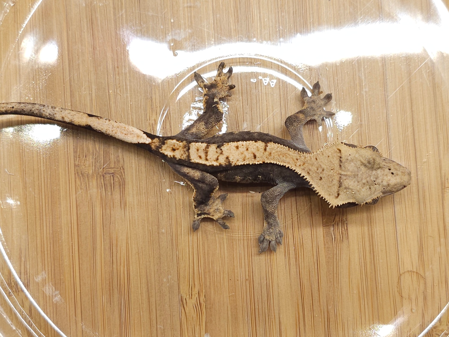 Charcoal Full Dorsal Crested Gecko by SoFlo Reptiles - MorphMarket