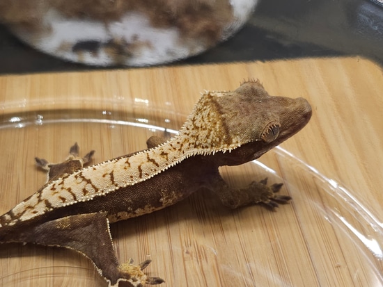 Red Super Creamy Crown Crested Gecko by SoFlo Reptiles