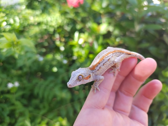 Orange Stripe White Base Gargoyle Gecko by SoFlo Reptiles