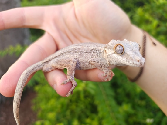Light Orange Base Striped Male Gargoyle Gecko by SoFlo Reptiles