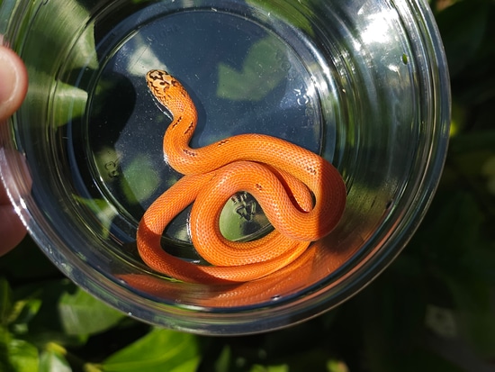 Patternless Ultra Hypo Mosaic Florida Kingsnake by SoFlo Reptiles