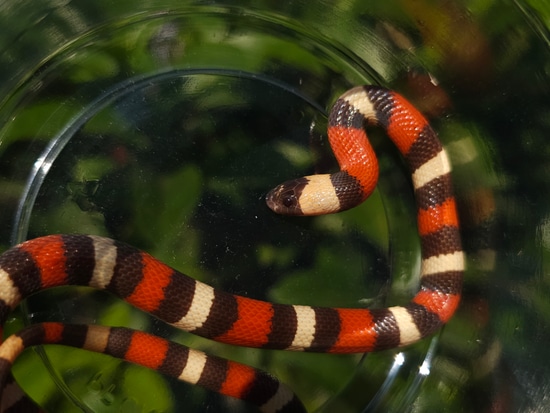 Hypo Apricot Pueblan Pueblan Milk Snake by SoFlo Reptiles