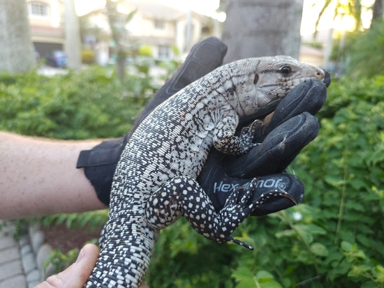 SUPER BLUE Cross Juvenile Tegu Argentine Tegus by SoFlo Reptiles