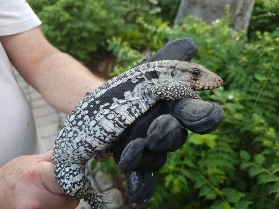 SUPER BLUE Cross Juvenile Tegu Argentine Tegus by SoFlo Reptiles