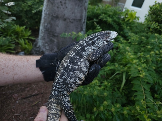 Captive Bred Black And White Tegu Juvenile Female Argentine Tegus by ...