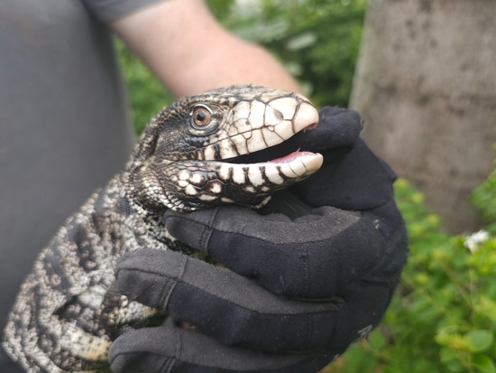 CB Black And White Tegu Argentine Tegus by SoFlo Reptiles