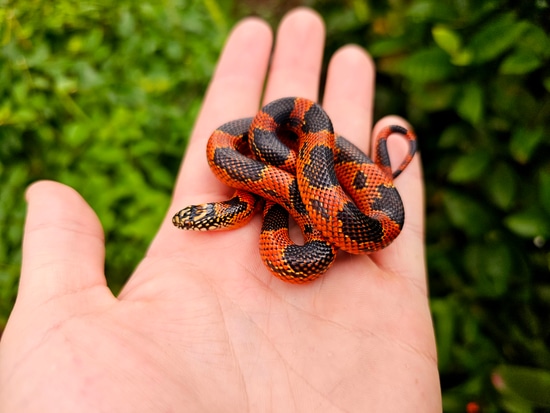Goini Kingsnake Babies Apalachicola Kingsnake by SoFlo Reptiles