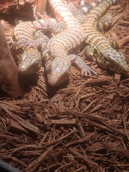 ADULT TRIO Blue Albino Tegus Argentine Tegus by SoFlo Reptiles