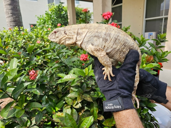 2021 Blue Albino Adult Male Tegu Argentine Tegus by SoFlo Reptiles