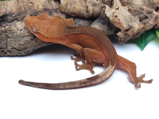 Blood Orange Phantom Male Crested Gecko by SoFlo Reptiles