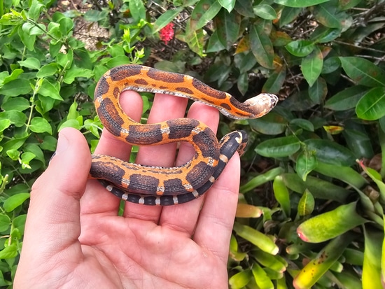 2023 Het Anery Scaleless Texas Rat Snake Western Rat Snake by SoFlo ...