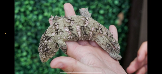 Pink Pure Pine Island Leachie Leachianus Gecko by SoFlo Reptiles