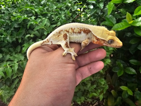 Red High Expression Lilly White Crested Gecko by SoFlo Reptiles