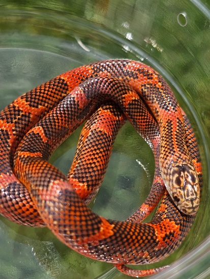 HIGH RED Goini Kingsnake Baby Apalachicola Kingsnake by SoFlo Reptiles
