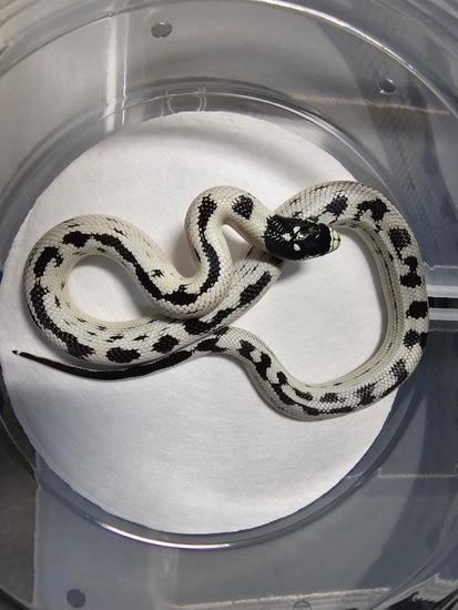 HIGH WHITE Ink Blot California King Snake California Kingsnake by SoFlo ...
