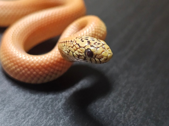 Patternless Ultra Hypo Mosaic Florida Kingsnake by SoFlo Reptiles