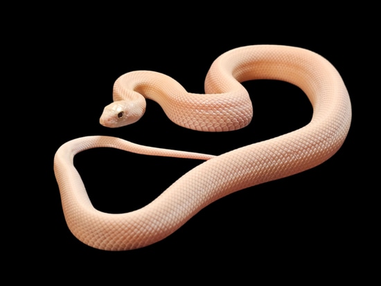 66% Het Albino Extreme Pink Patternless Leucistic Southern Pine Snake ...