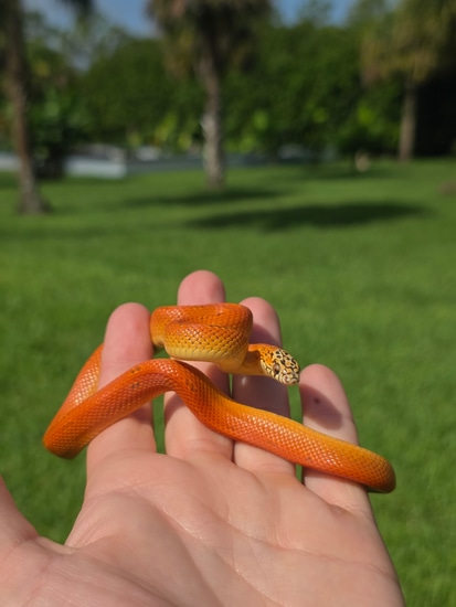 Ultra Hypo Mosaic FL King Male Almost Patternless Florida Kingsnake by ...