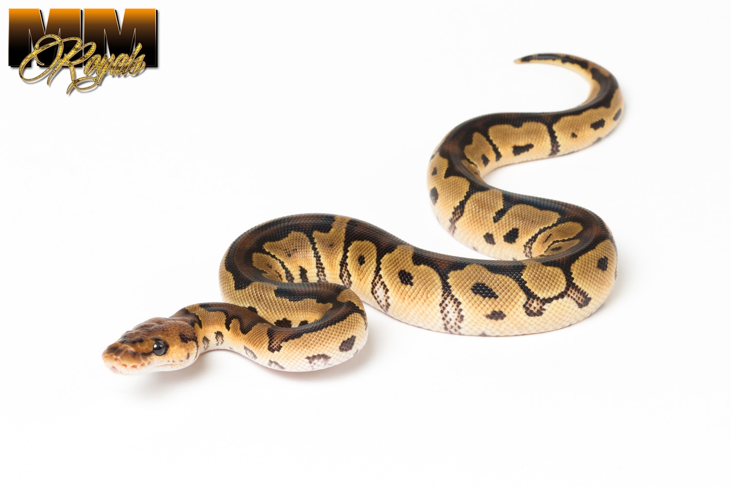 Clown Ball Python by MM Royals - MorphMarket