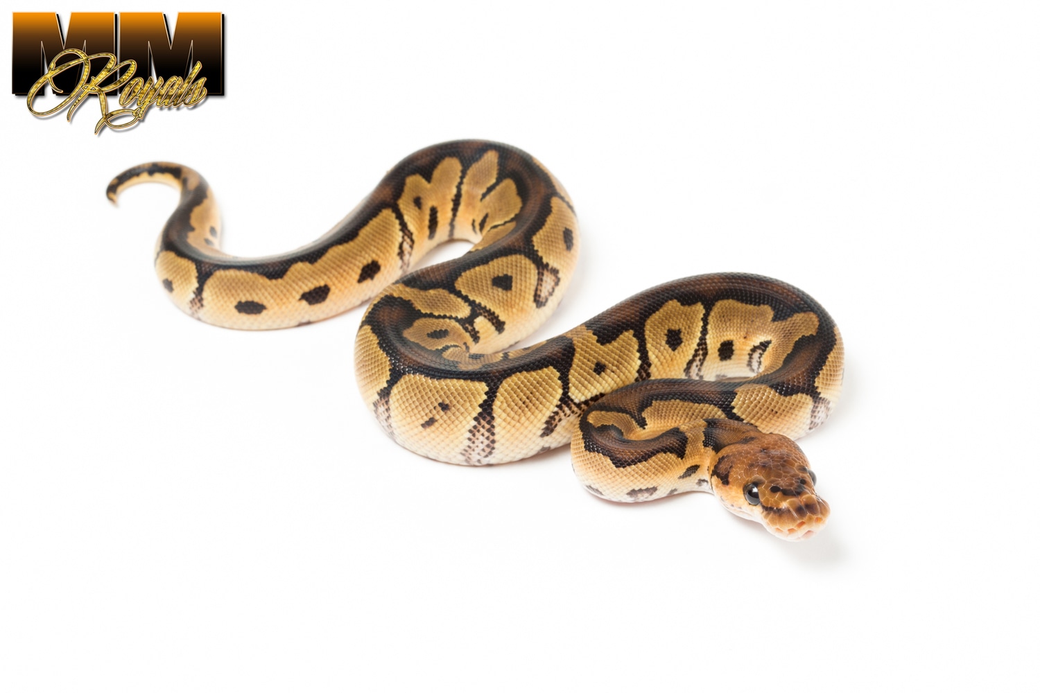 Clown Ball Python by MM Royals - MorphMarket
