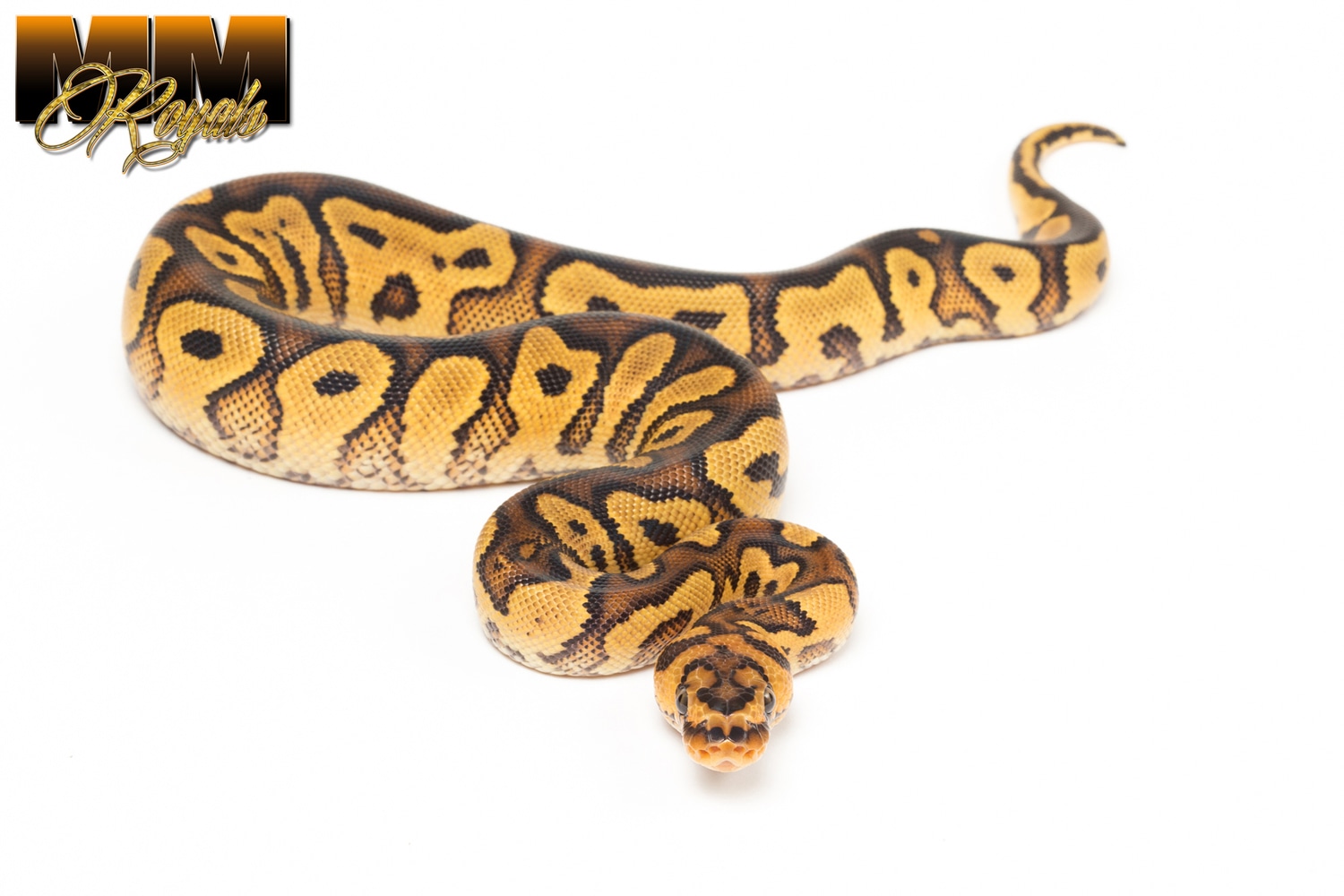Yellow Belly Clown Ball Python by MM Royals - MorphMarket