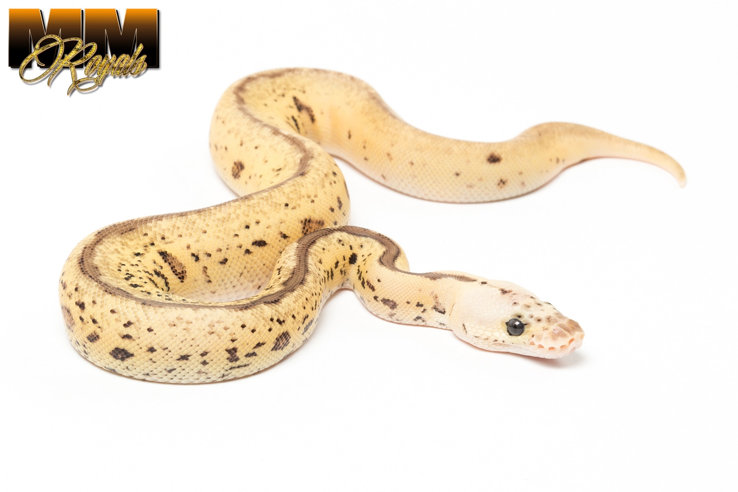 Firefly Leopard Spotnose Clown (Firefly Batman) Ball Python by MM ...