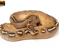 Wookie Clown Ball Python by MM Royals - MorphMarket