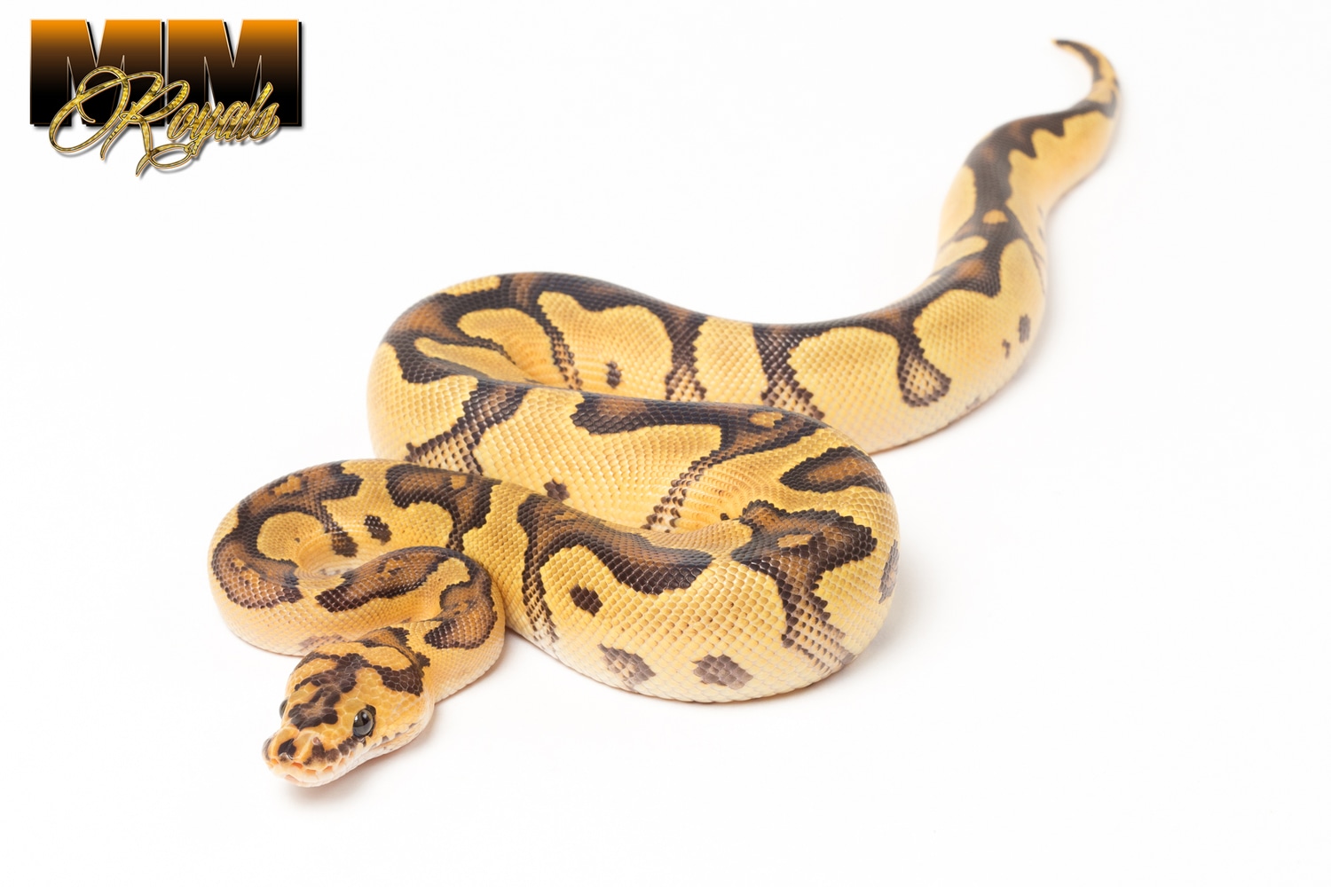 Fire Clown Ball Python by MM Royals - MorphMarket