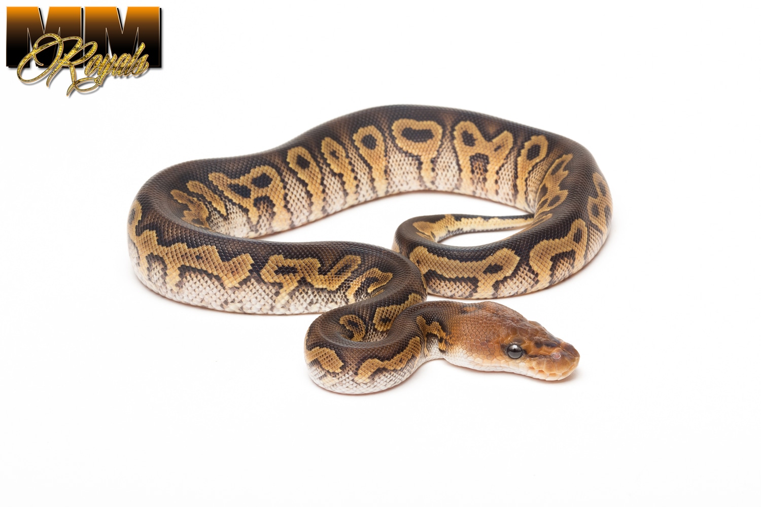 Wookie Clown Ball Python by MM Royals - MorphMarket