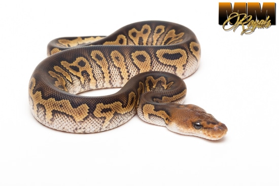 Wookie Clown Ball Python by MM Royals