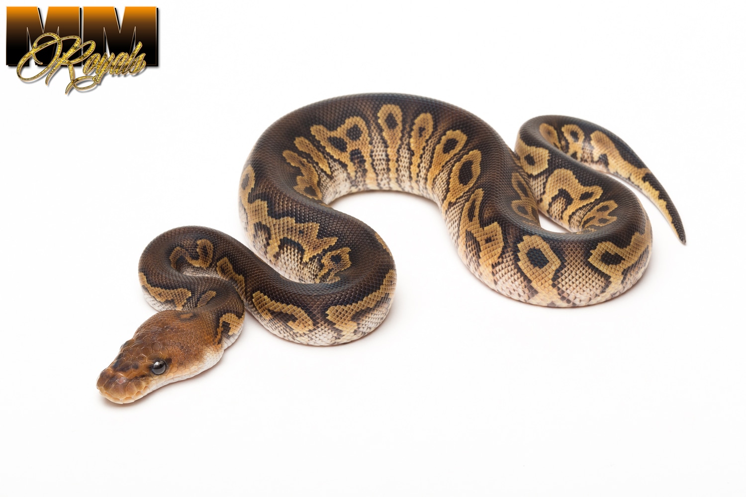 Wookie Clown Ball Python by MM Royals - MorphMarket