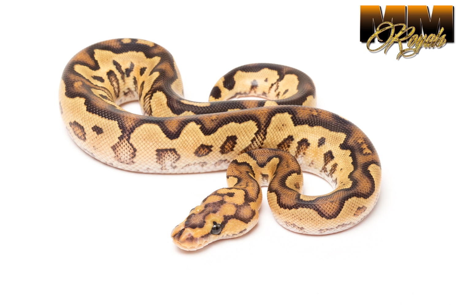 Fire Clown Ball Python by MM Royals - MorphMarket