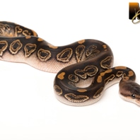 Wookie Black Pastel Fire Yellow Belly Clown Ball Python by MM Royals ...