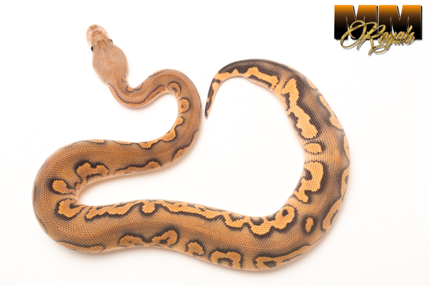 Wookie Black Pastel Fire Yellow Belly Clown Ball Python by MM Royals ...