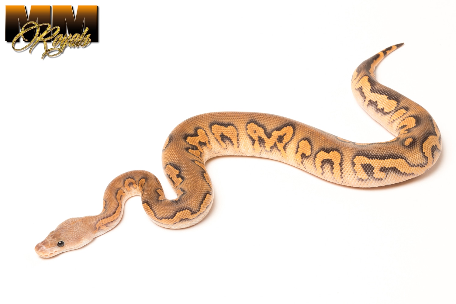 Wookie Black Pastel Fire Yellow Belly Clown Ball Python by MM Royals ...