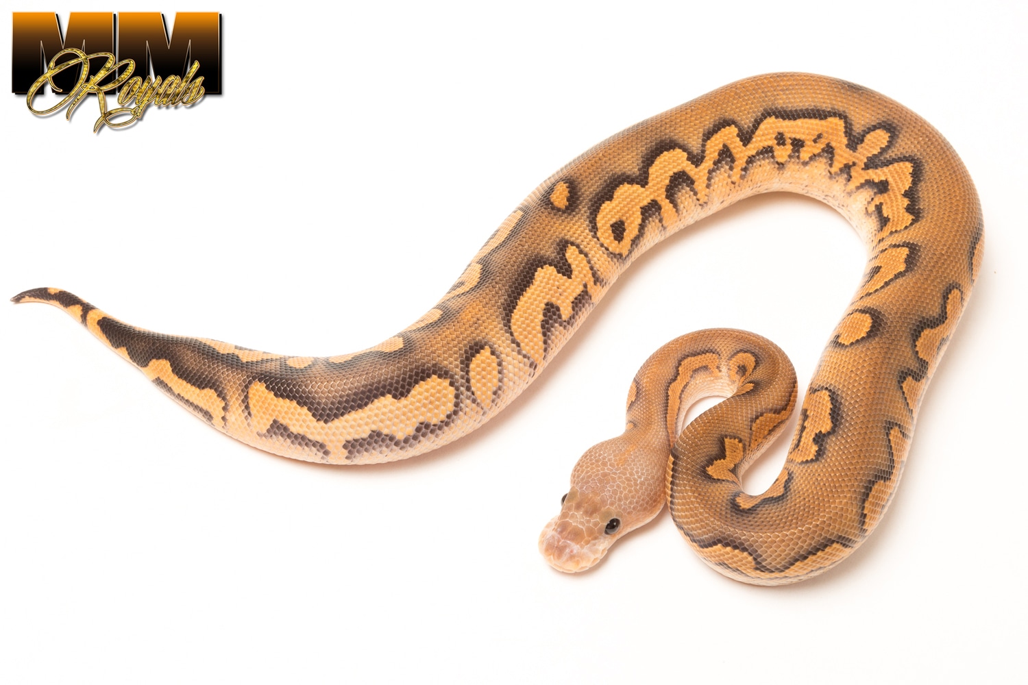 Wookie Black Pastel Fire Yellow Belly Clown Ball Python by MM Royals ...